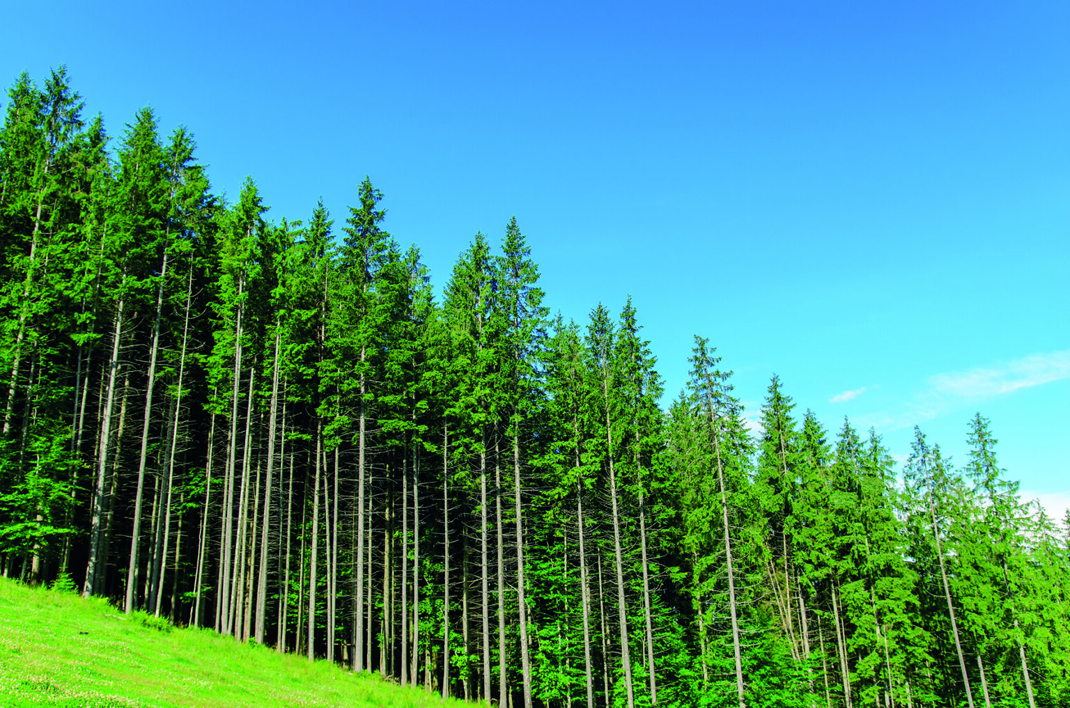 Home - Structural Timber Association